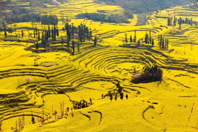 Canola Flower Fields, China