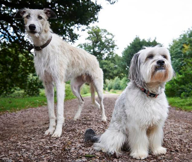 Picture of Pudsey the Dog: The Movie