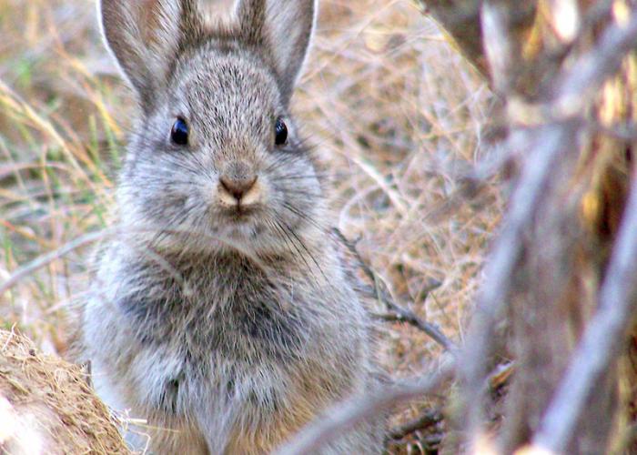 Pygmy Rabbit