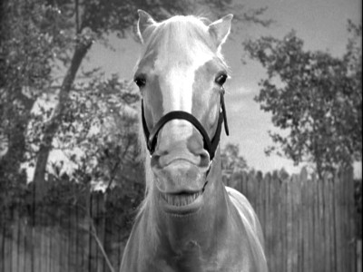Picture of Mister Ed