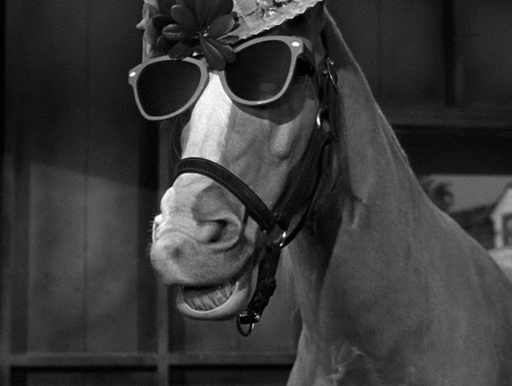 Mister Ed image