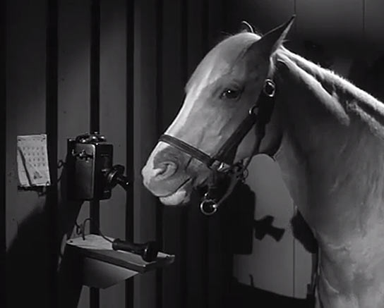 Image of Mister Ed