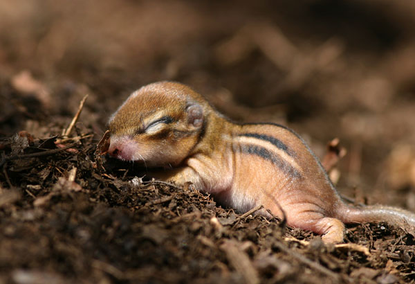Baby Chipmunk sleeping
