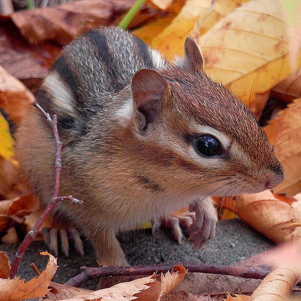 Eastern Chipmunk
