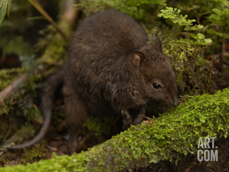 Dwarf Wallaby
