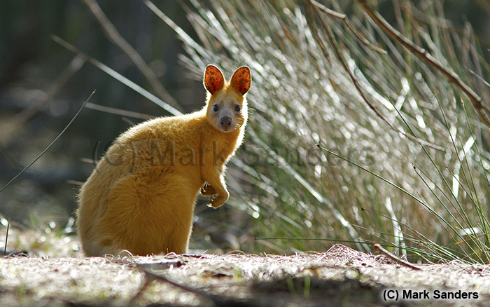 Golden Swamp Wallaby