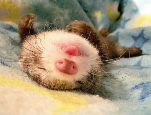 Baby Ferret sleeping