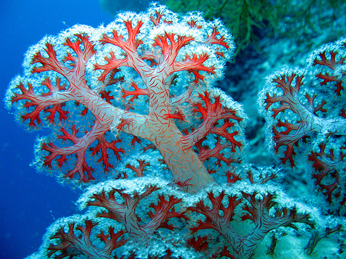 Coral Tree