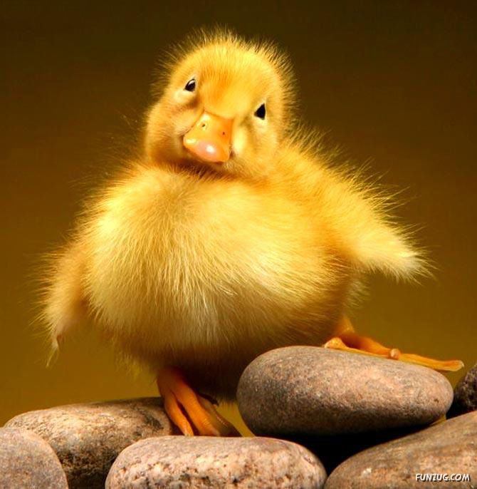 Duckling