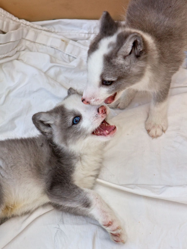 Arctic Marble Fox cubs