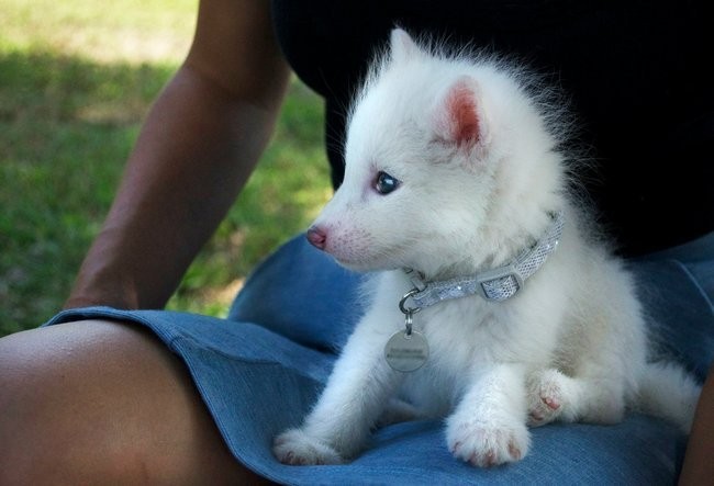White Marble Fox cub