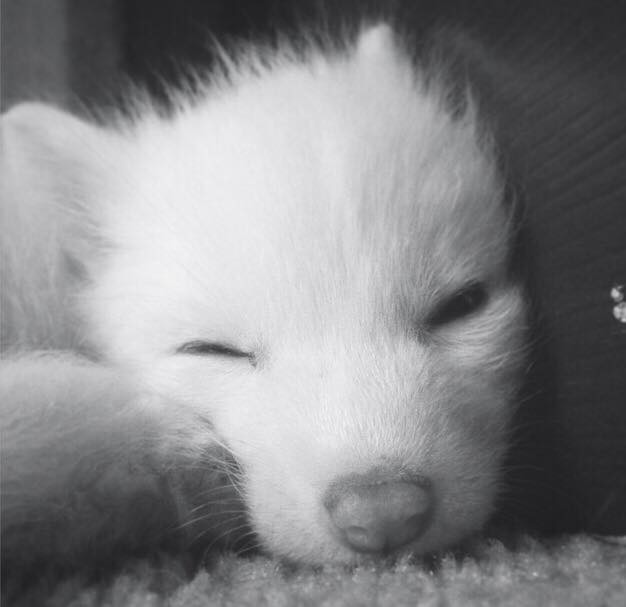 White Marble Fox cub