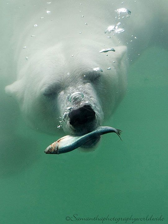 Polar Bear catching a fish