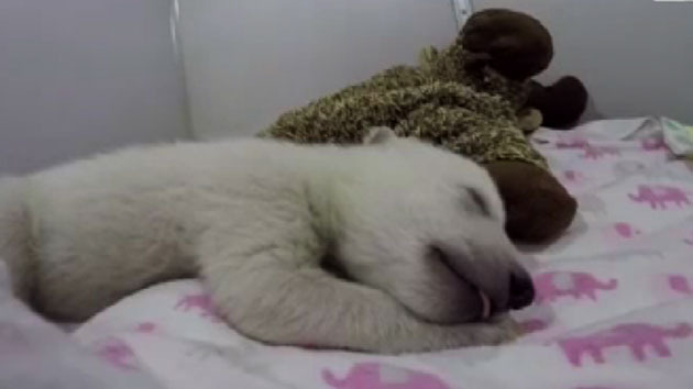 Polar Bear Cub sleeping