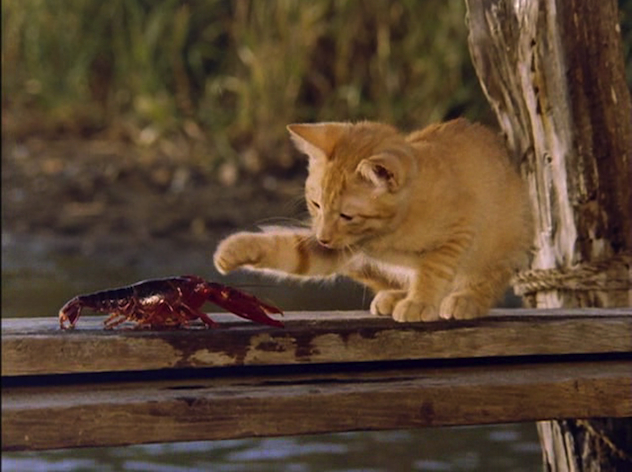 Picture of The Adventures of Milo and Otis