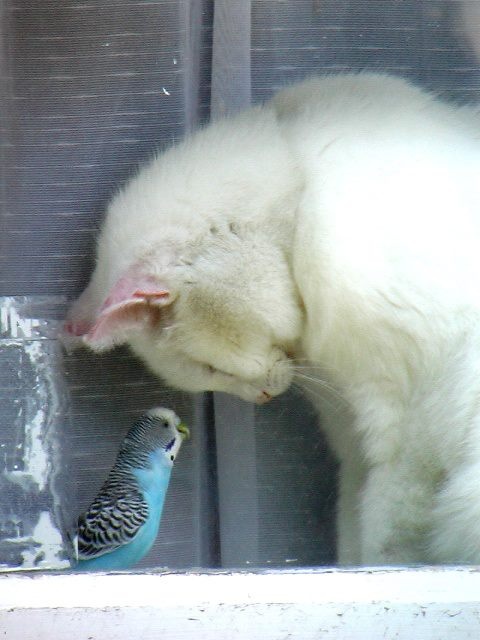 Budgie & Cat