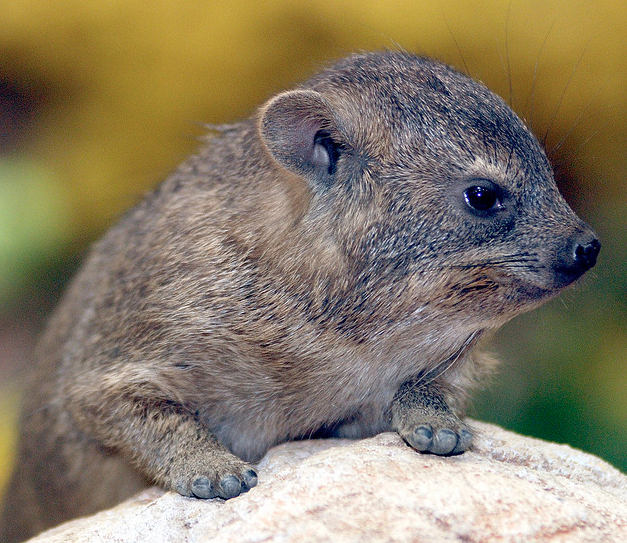 Baby Rock Hyrax