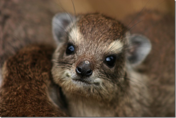 Baby Rock Hyrax